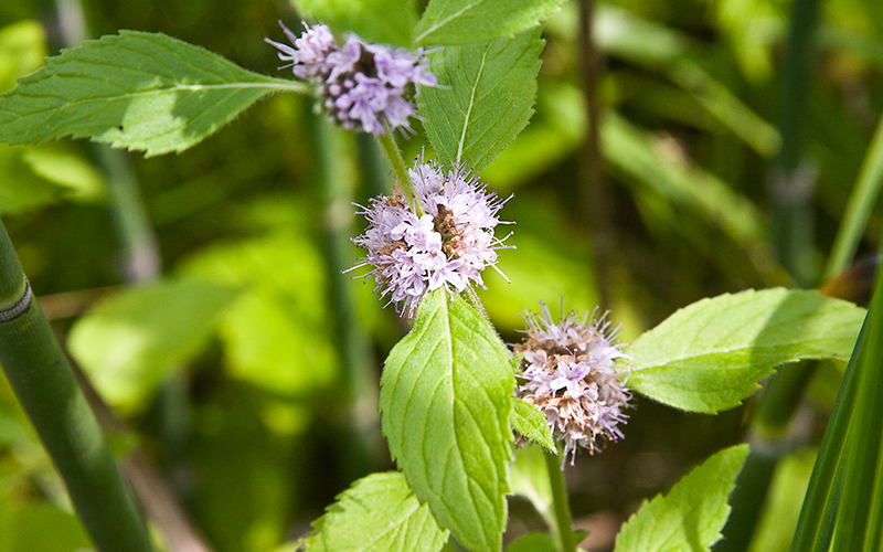 Native Wild Mint Tea