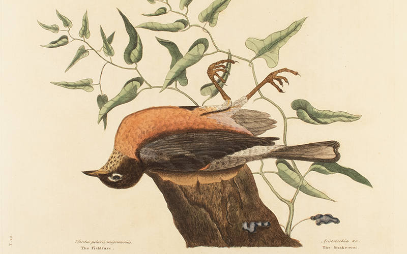 Audubon Birds Drawings