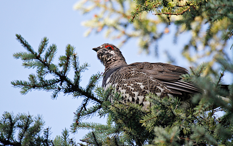 Ruffed Grouse Range