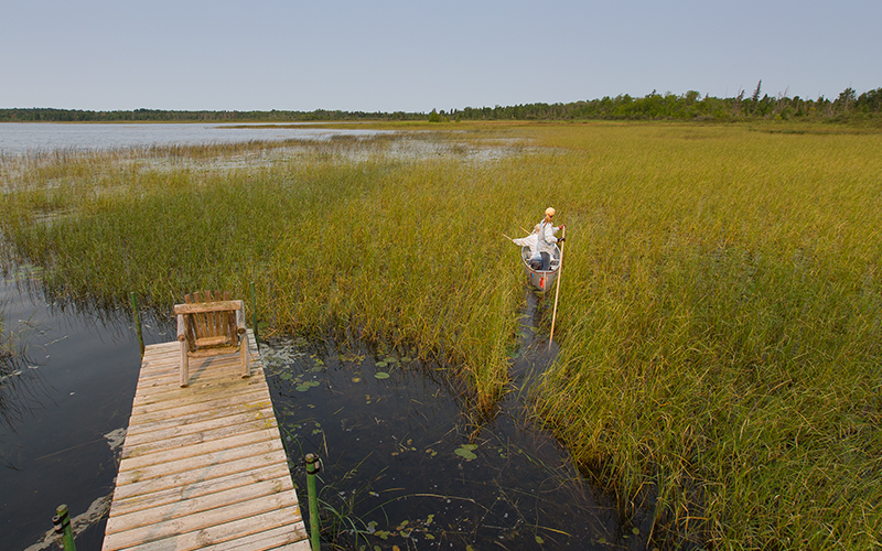 Harvesting Wild Rice