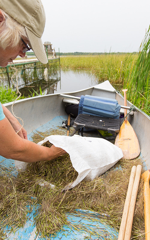 Harvesting Wild Rice