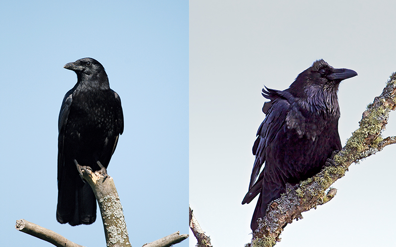 Raven Vs Crow Sounds
