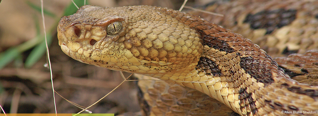 Timber Rattlesnake