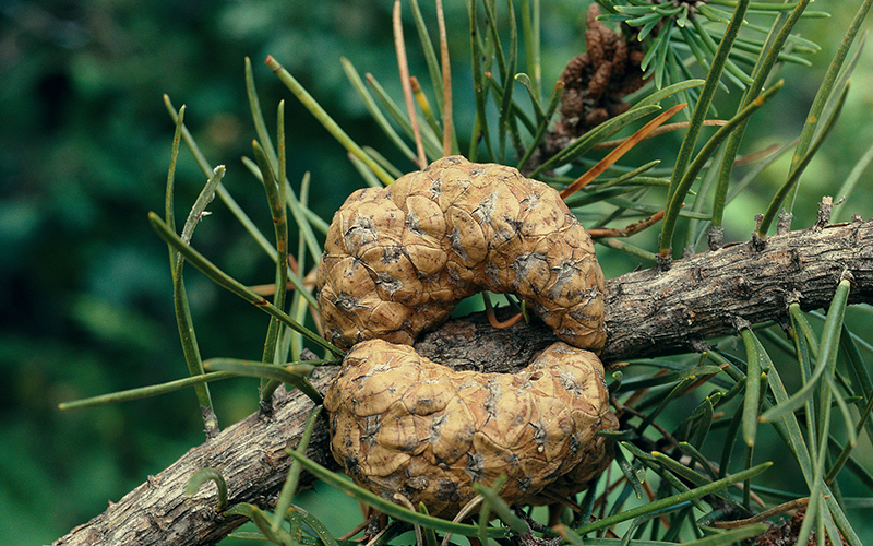 Jack Pine Leaf