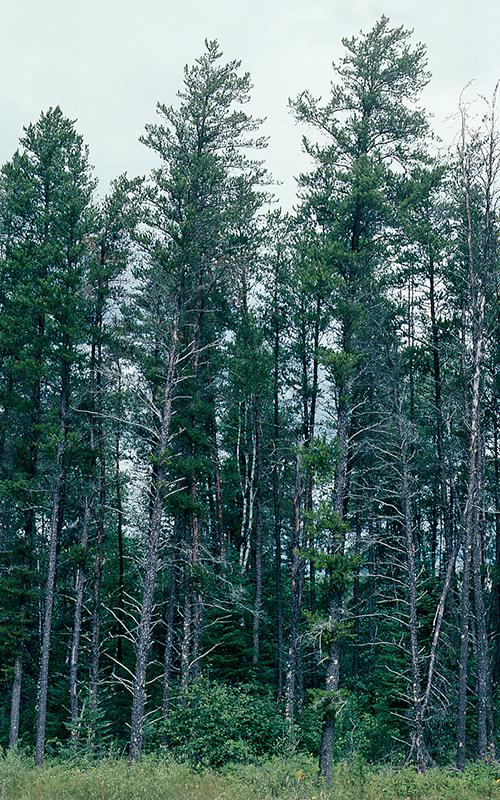Jack Pine Tree