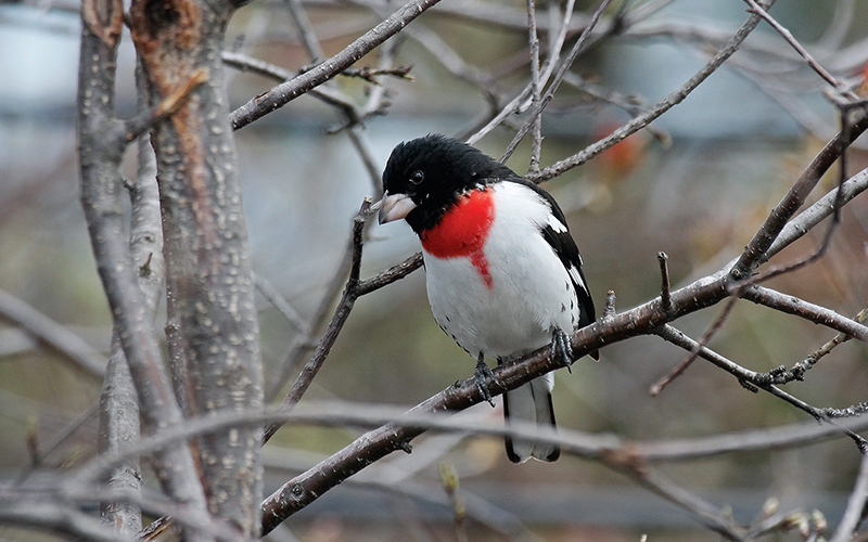 Morning Grosbeak Bird
