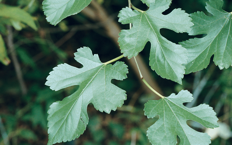 Mulberry Tree Identification