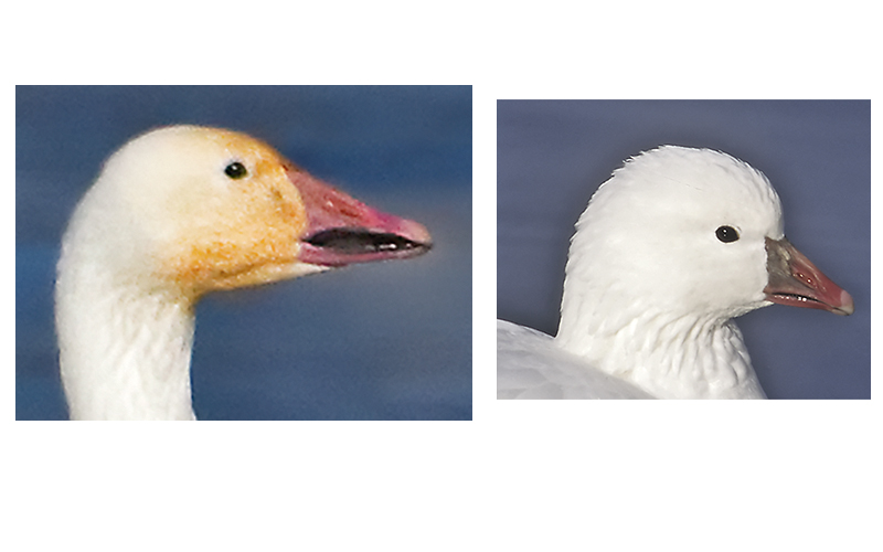 Snow Goose Including Blue Phase