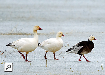 Snow Goose Including Blue Phase