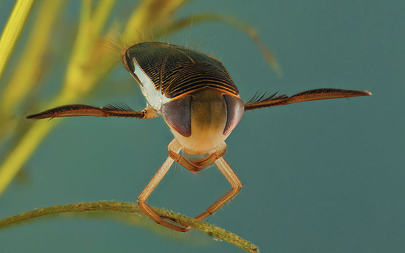 Water Boatman Adult