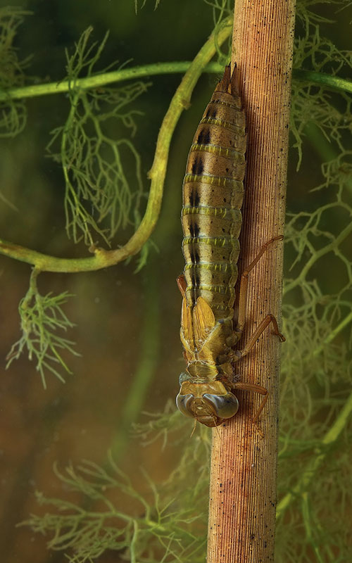 Aquatic Insects Identification