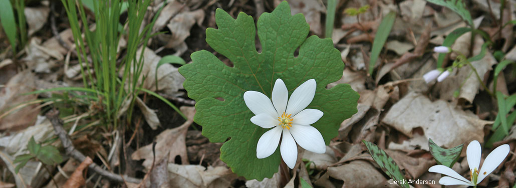 Bloodroot Flower Size