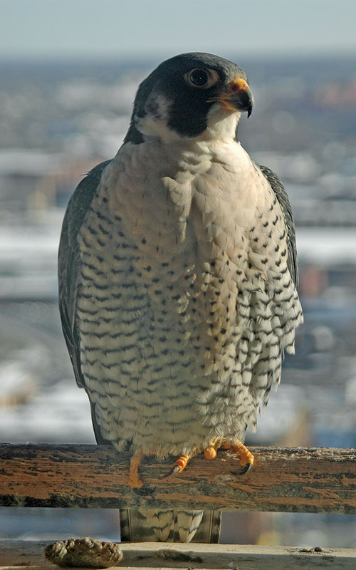 Peregrine Falcon Cam Dnr Mn