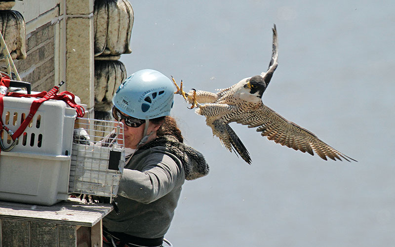 Peregrine Falcon Cam Dnr Mn